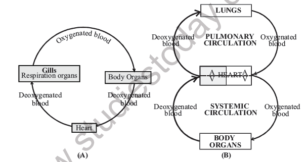 NEET Biology Body Fluids and Circulation Notes NEET Biology Body Fluids and Circulation Notes